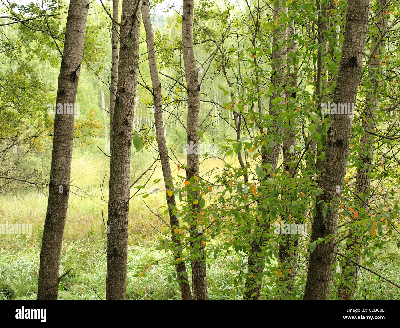 Poplar trees leaves hi-res stock photography and images - Alamy