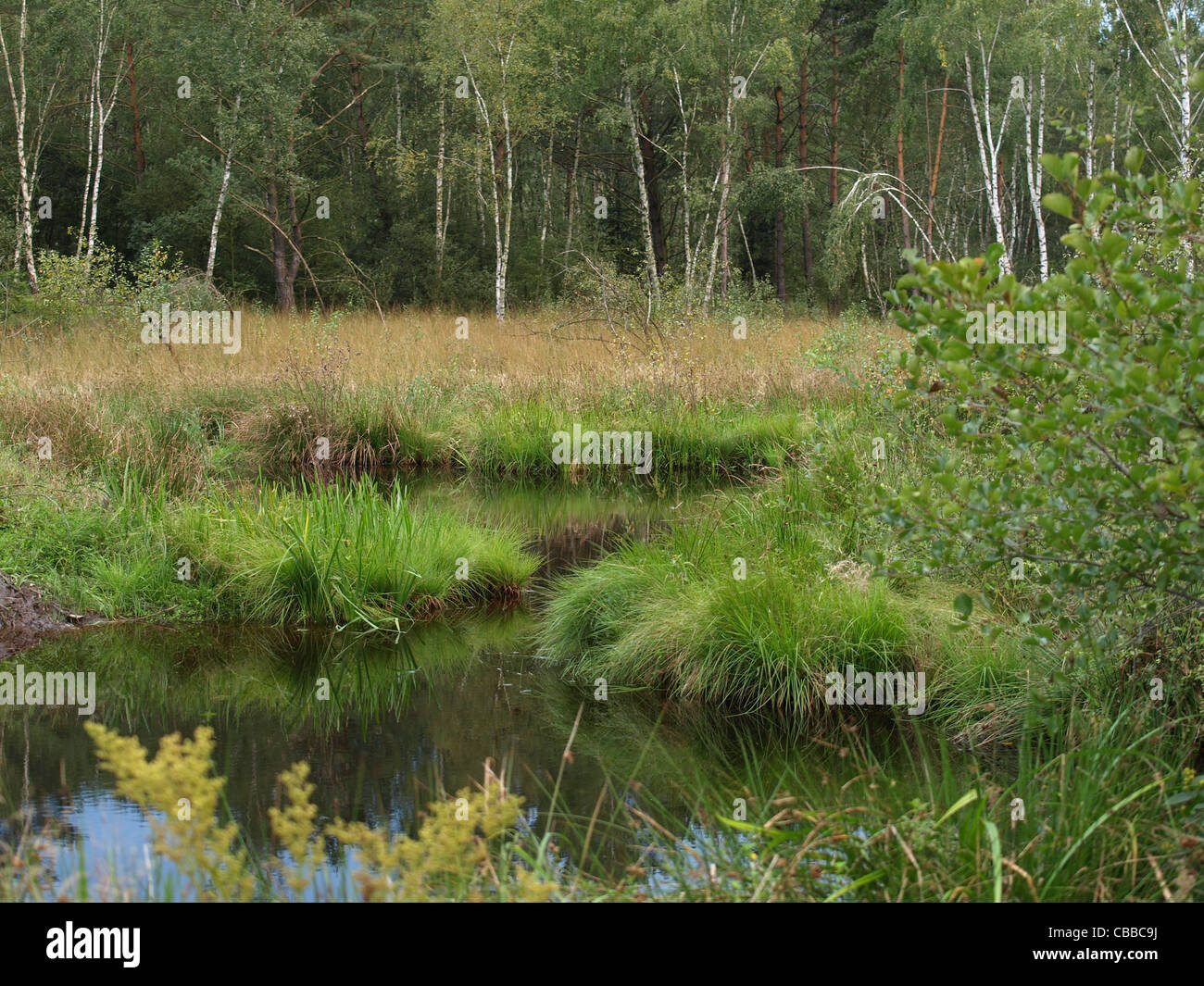 highmoor, hill moor, continental raised bag / Arracher Hochmoor ...