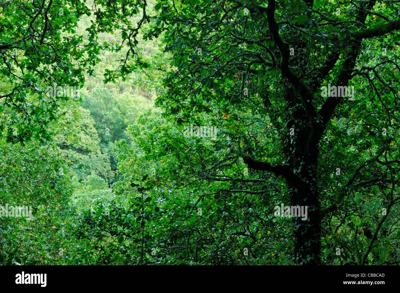 Deciduous broad leaved forest hi-res stock photography and images - Alamy