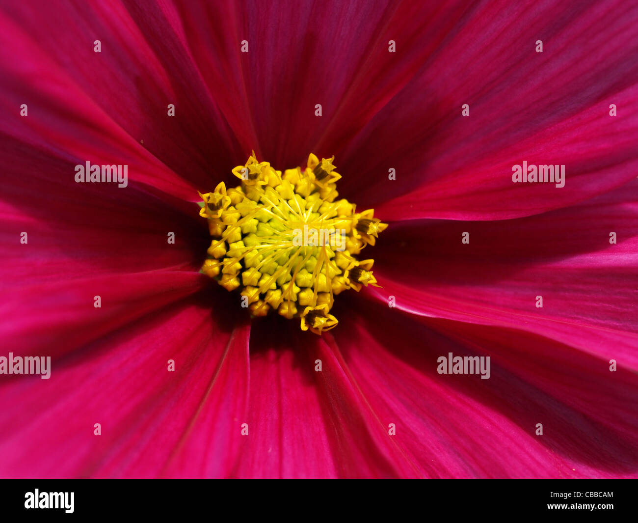 Mexican aster cosmos bipinnatus hi-res stock photography and images - Alamy