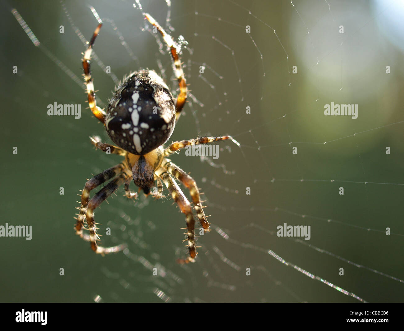 European garden spider / Araneus diadematus / Gartenkreuzspinne Stock ...