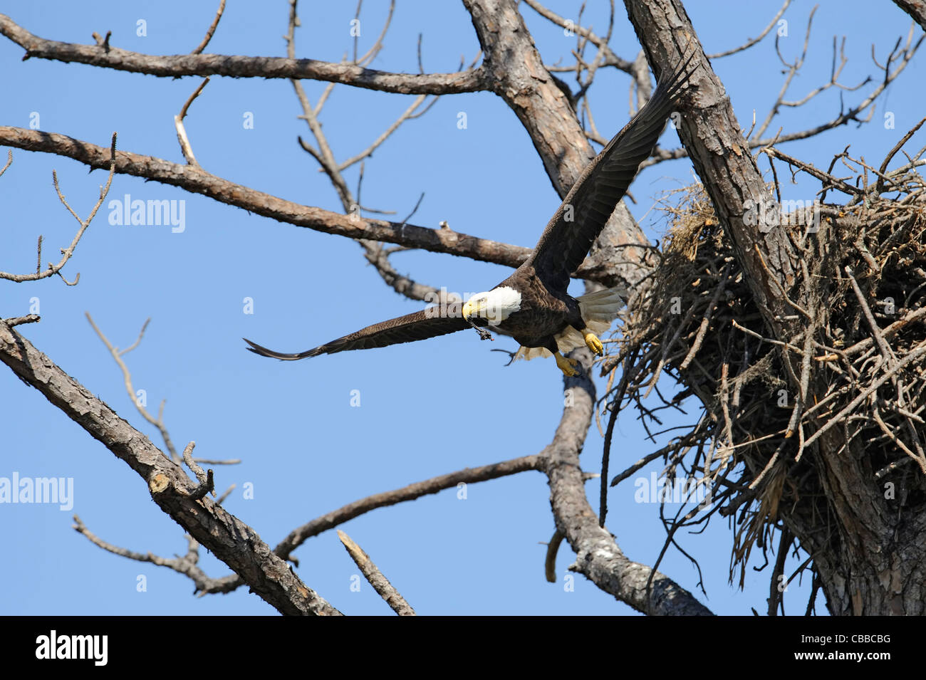 Eagle Flies High Resolution Stock Photography and Images - Alamy