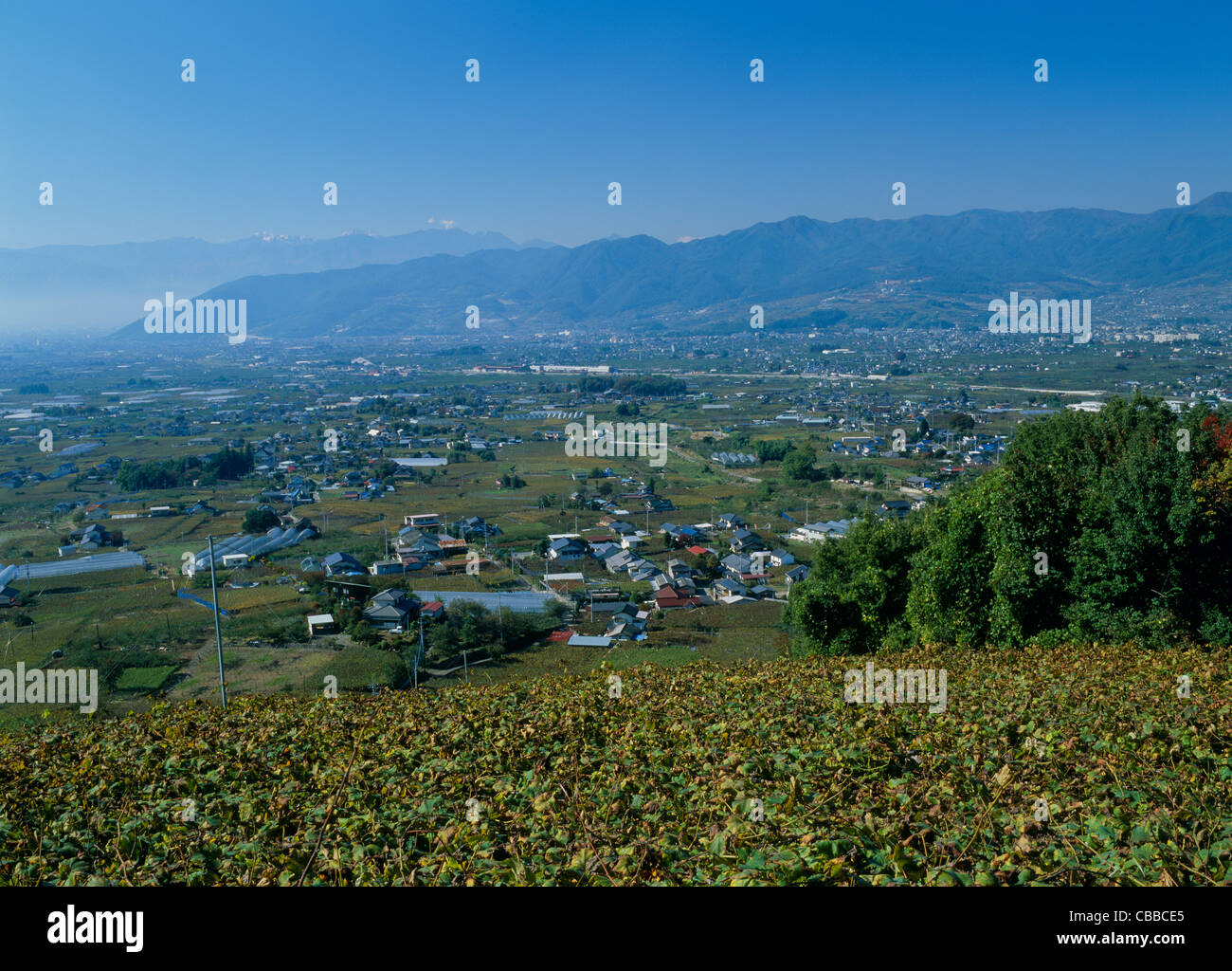 Vineyard and Minami-alps, Koshu, Yamanashi, Japan Stock Photo - Alamy