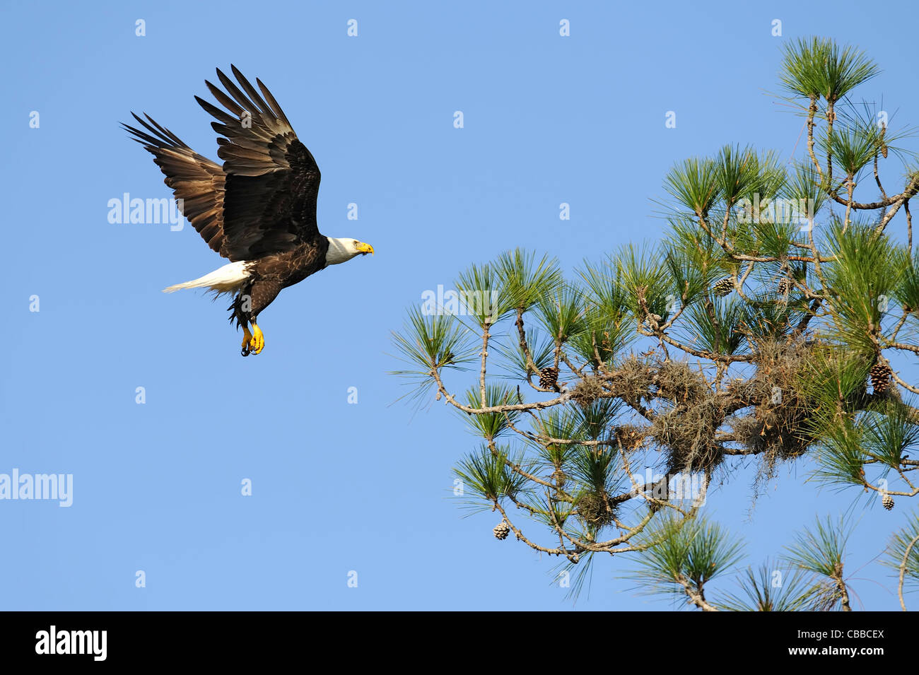 bald eagle in flight Stock Photo - Alamy