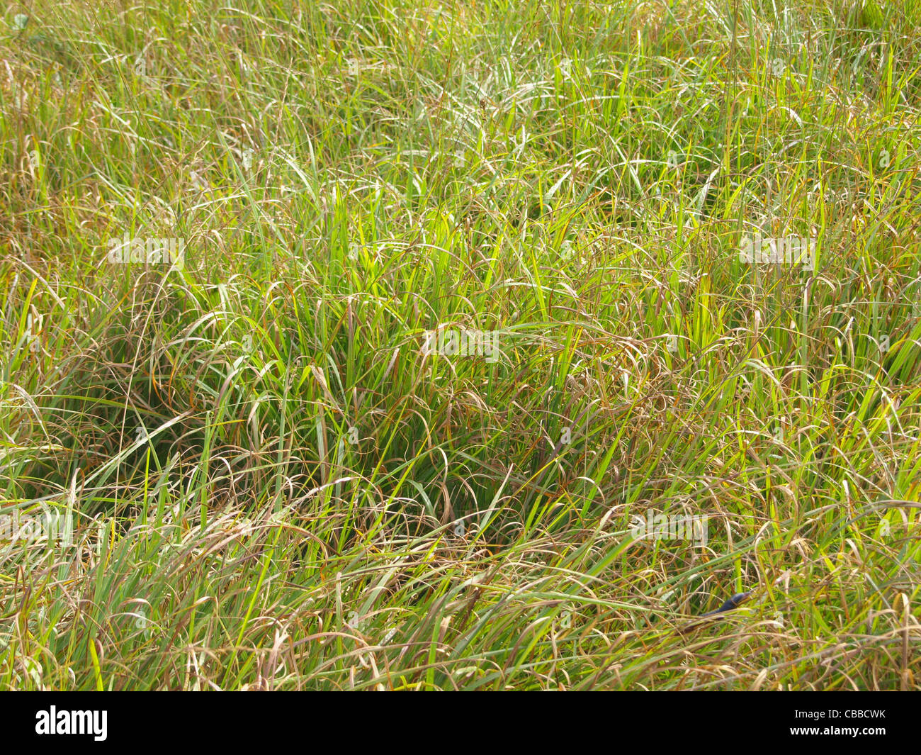 long grass / langes Gras Stock Photo - Alamy