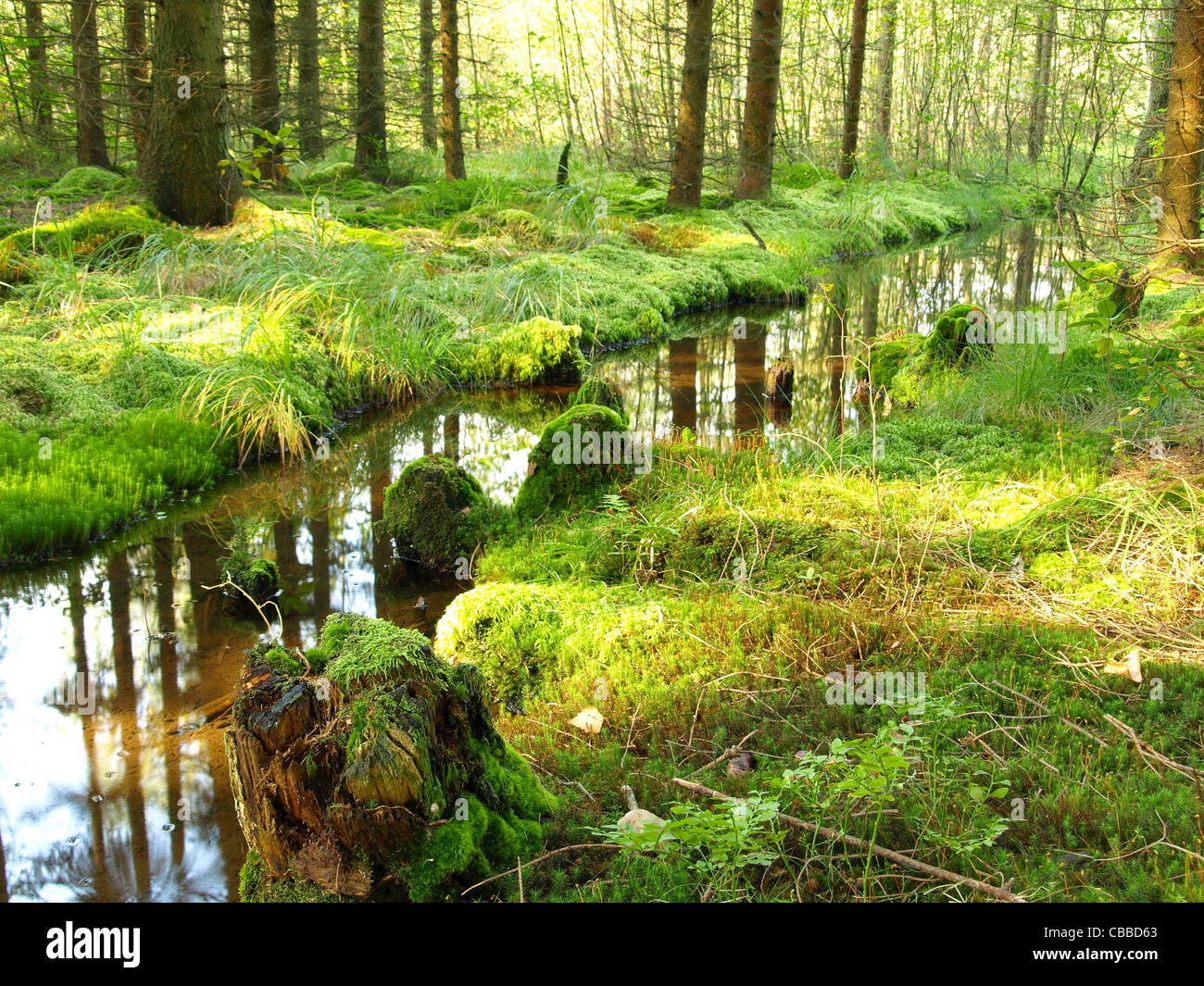 highmoor, hill moor, continental raised bag / Arracher Hochmoor ...