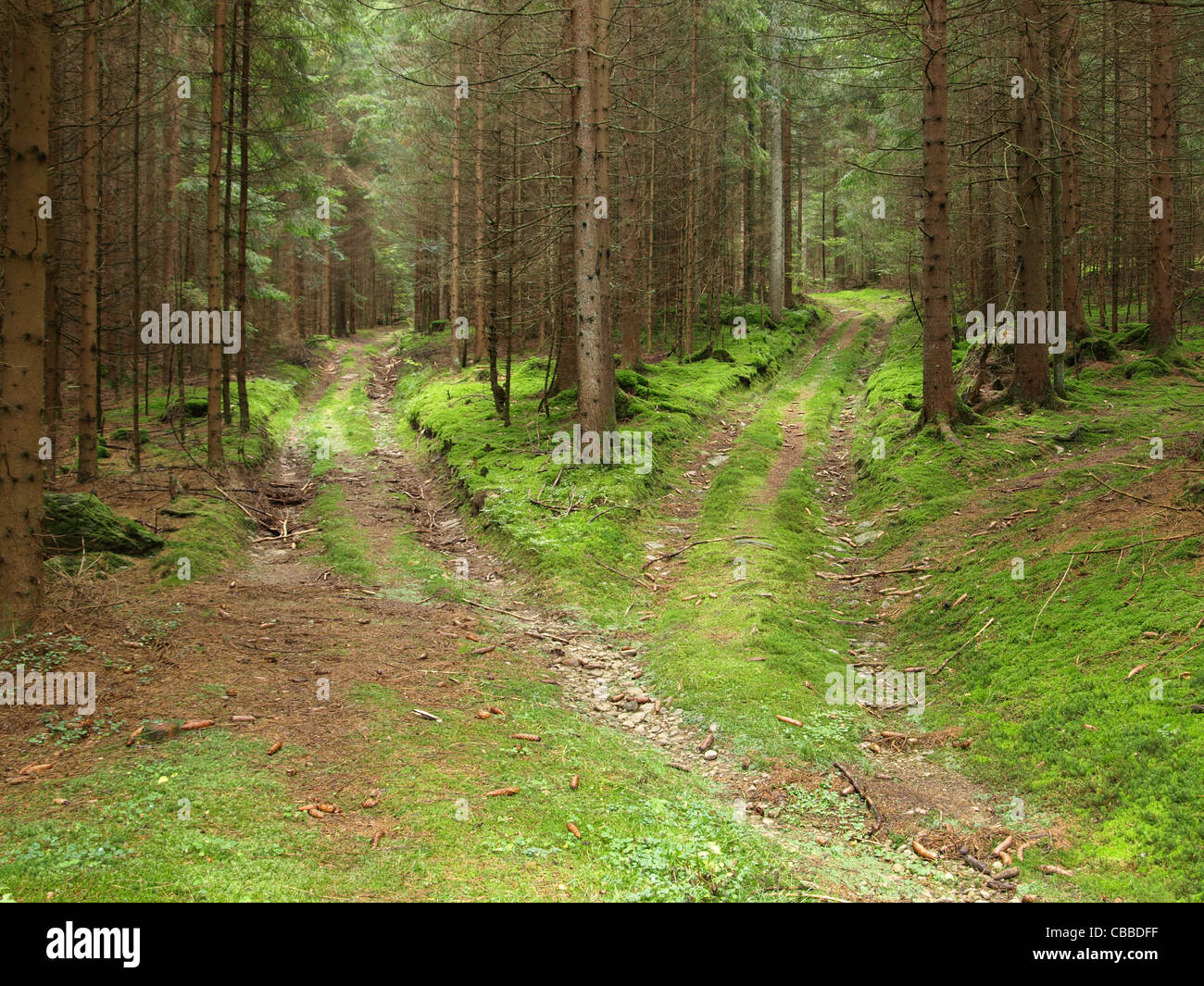 crossroad dirt road, forest track / Waldweg Kreuzung Stock Photo - Alamy