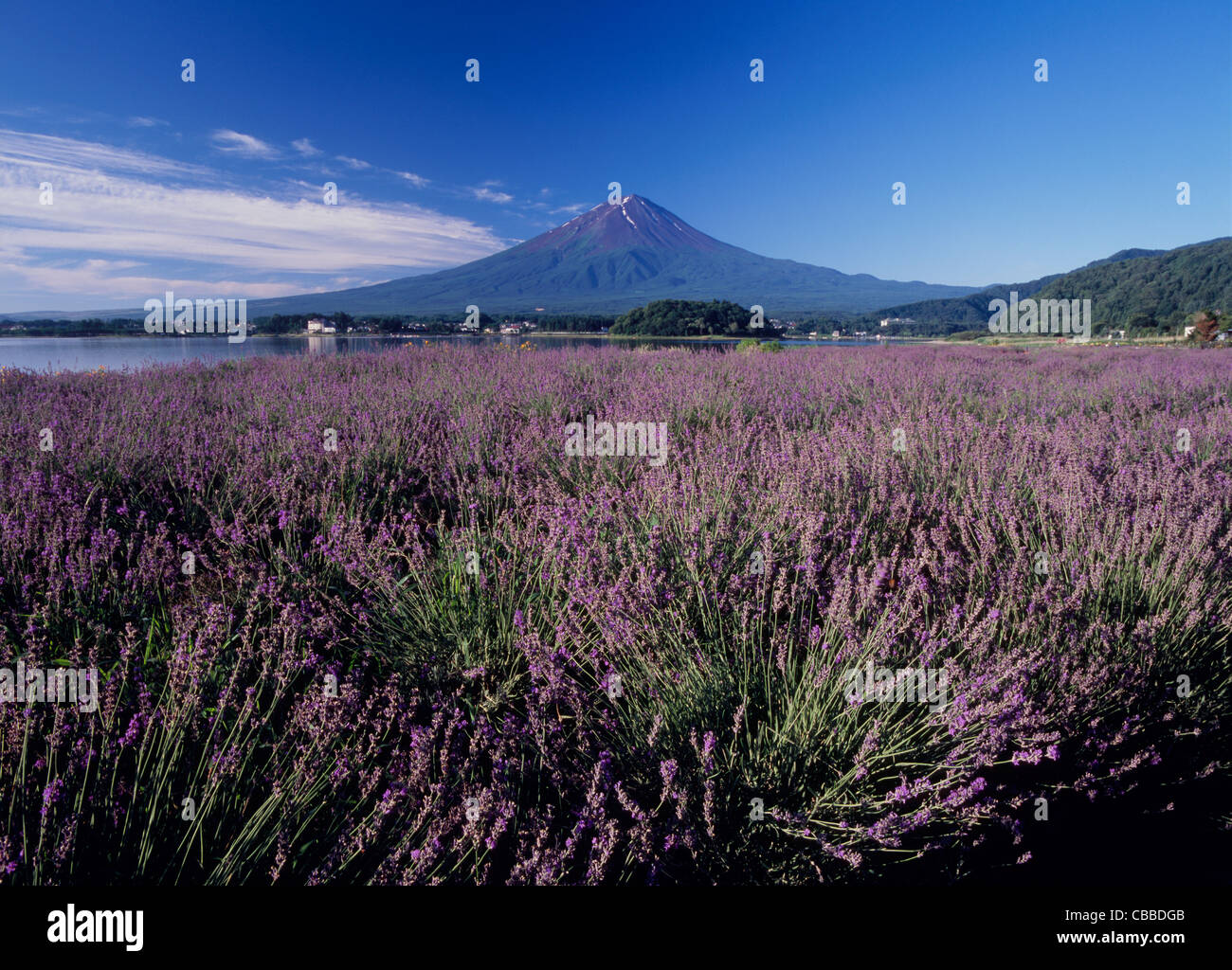 Lavender field forest mountain hi-res stock photography and images - Alamy