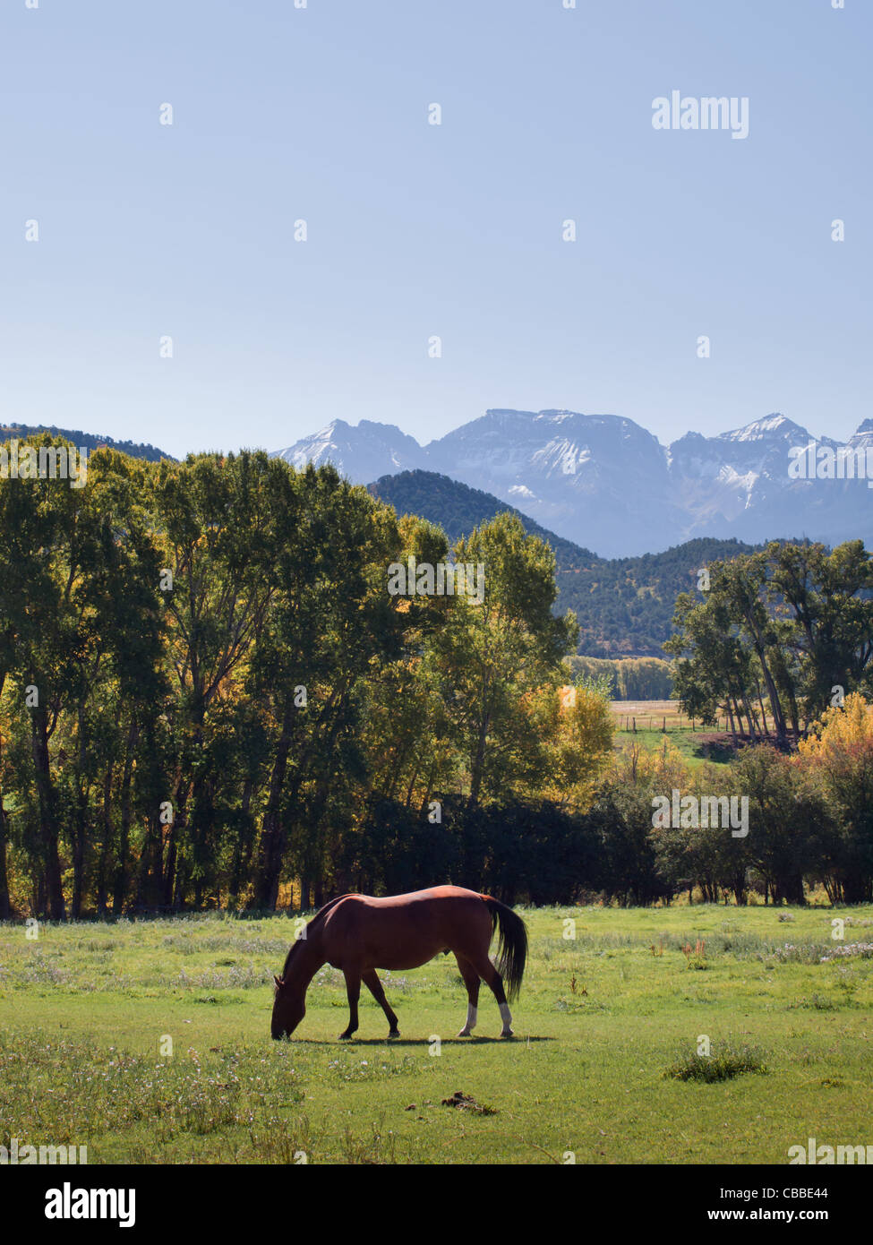 Horse pasture at the Double RL Ranch with a view of the Dallas Divide ...
