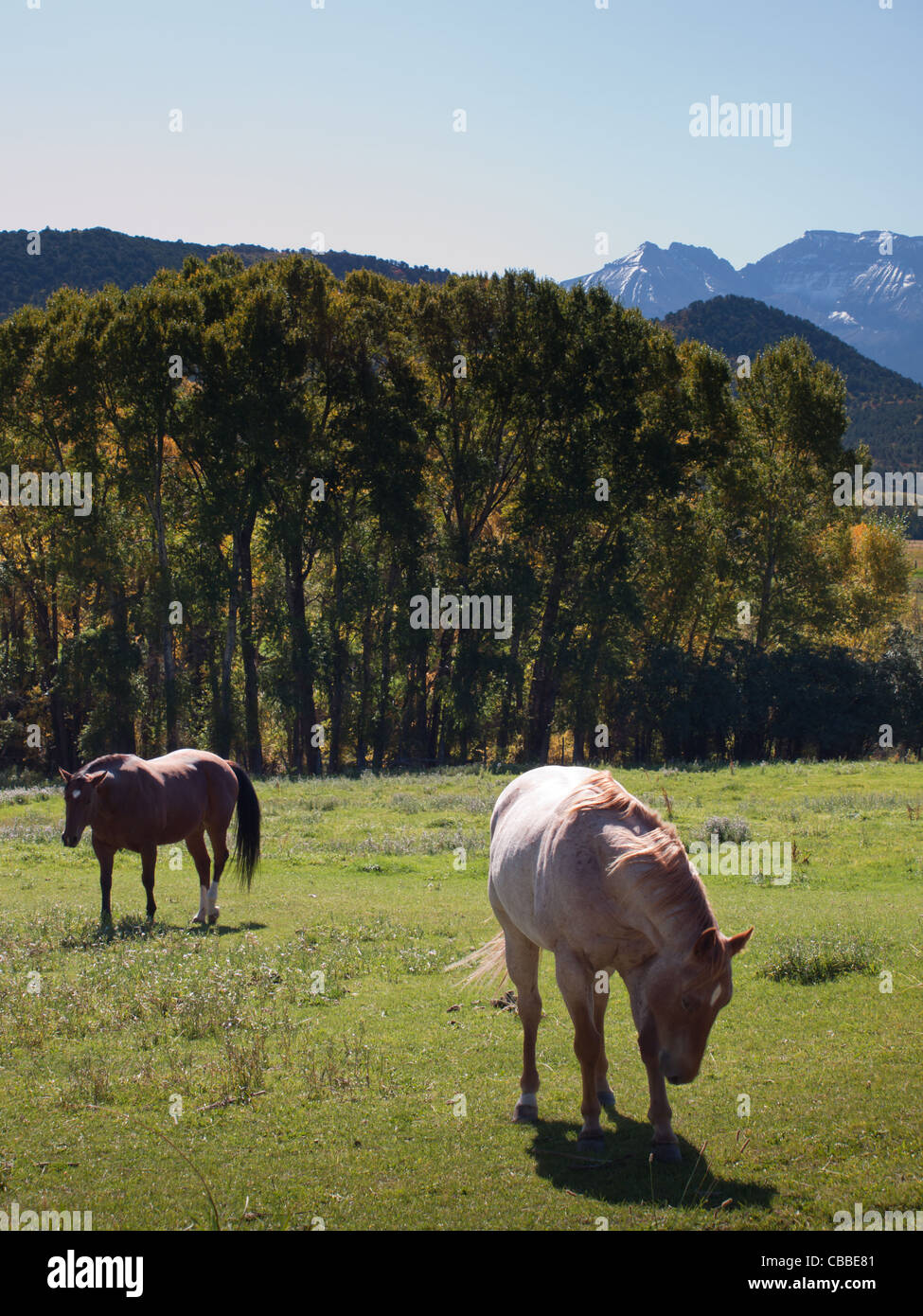 Double rl ranch hi-res stock photography and images - Alamy