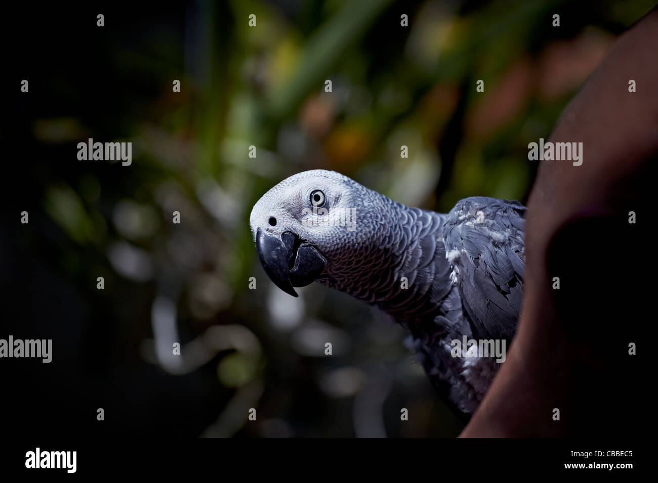 African Grey parrot . Cute and amusing image of a pet African Grey ...