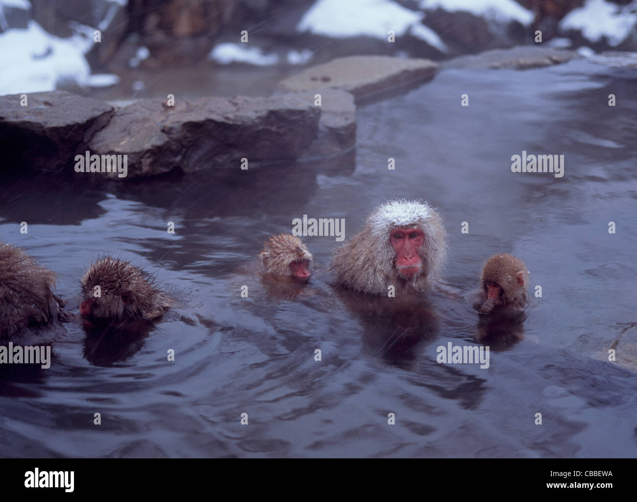 Japanese Monkeys at Jigokudani Yaen-koen, Yamanouchi, Nagano, Japan ...
