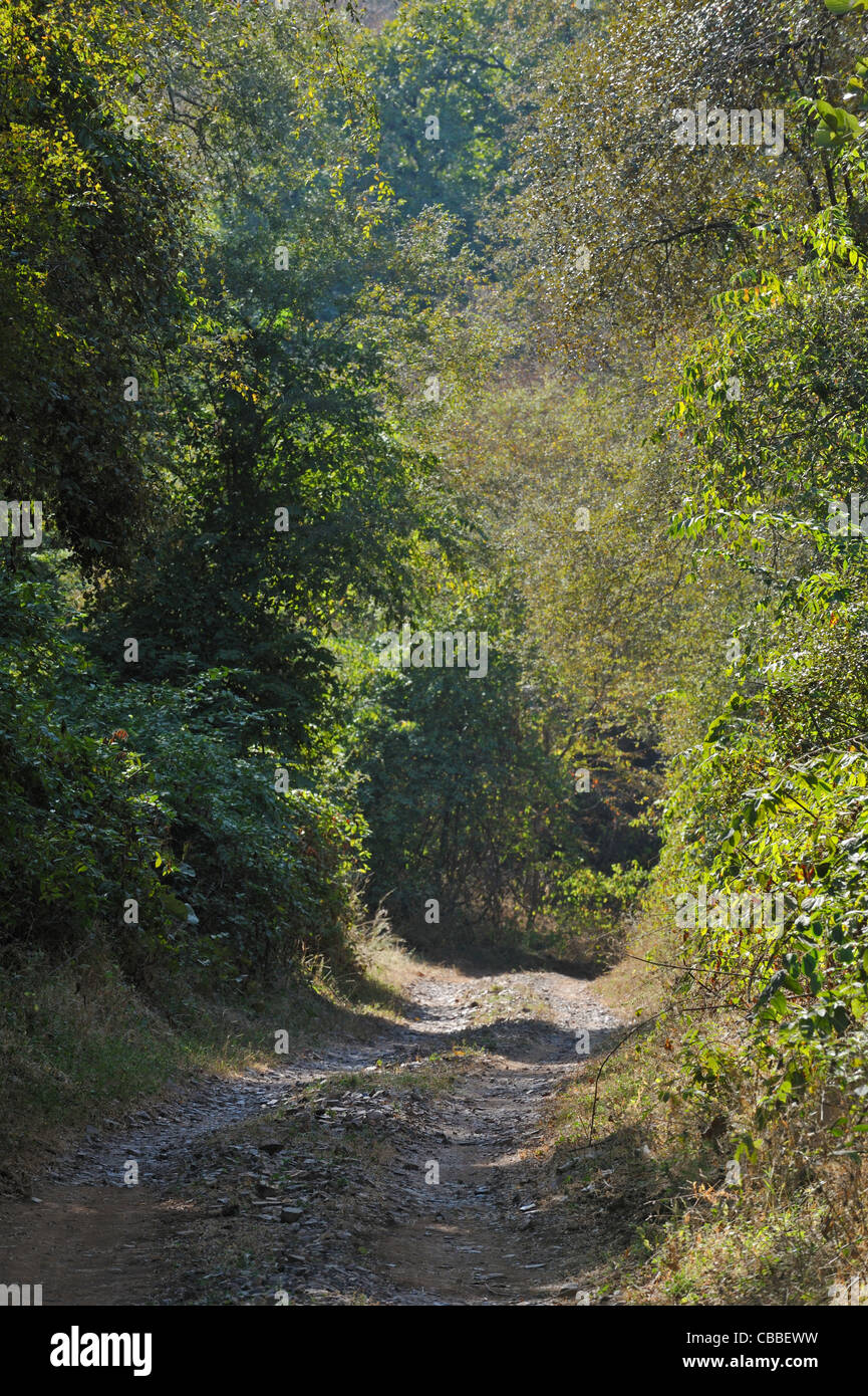 Forest path in Ranthambhore national park Stock Photo - Alamy