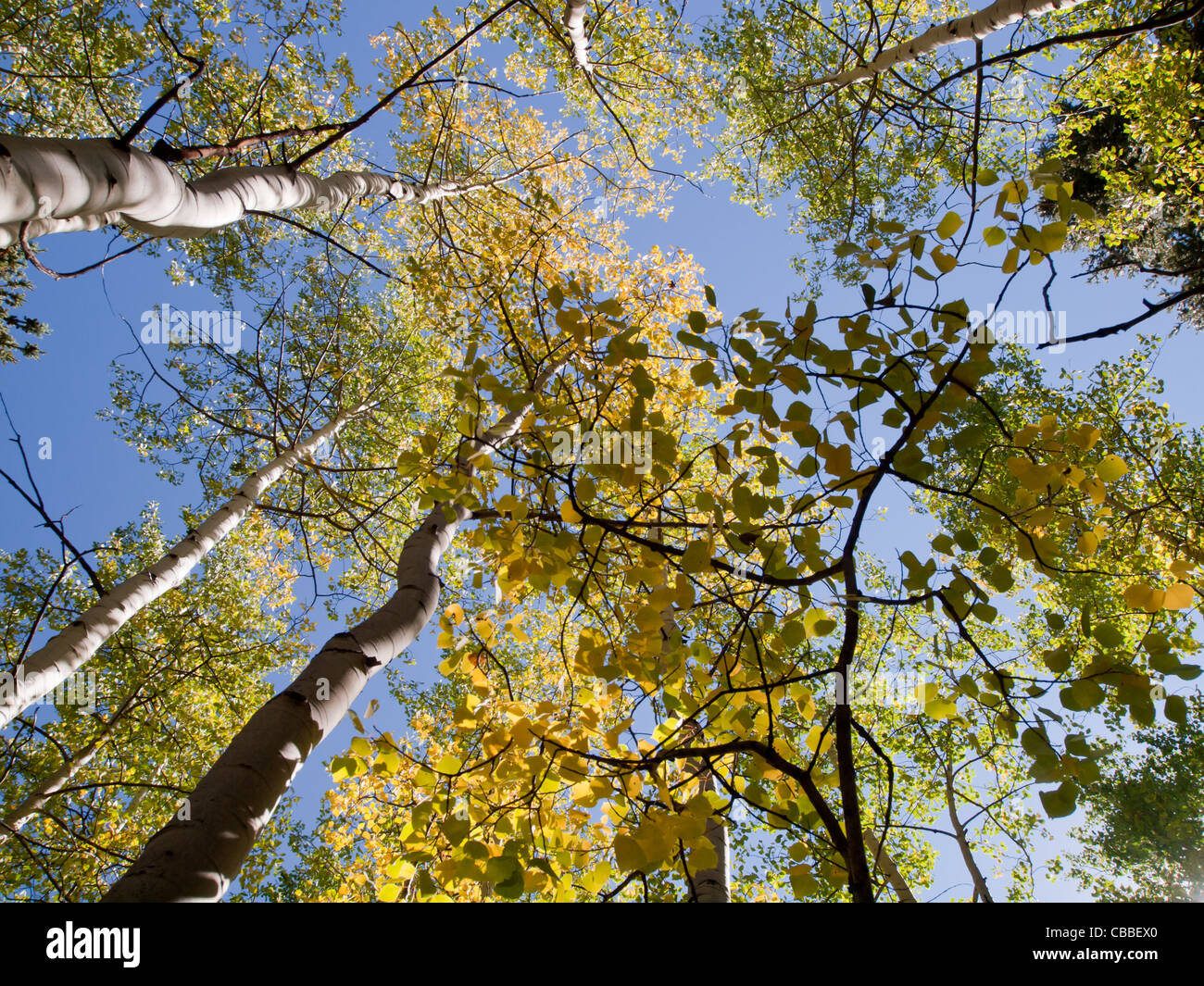 Looking up at a canopy of yellow leaves, formed by aspen trees in ...
