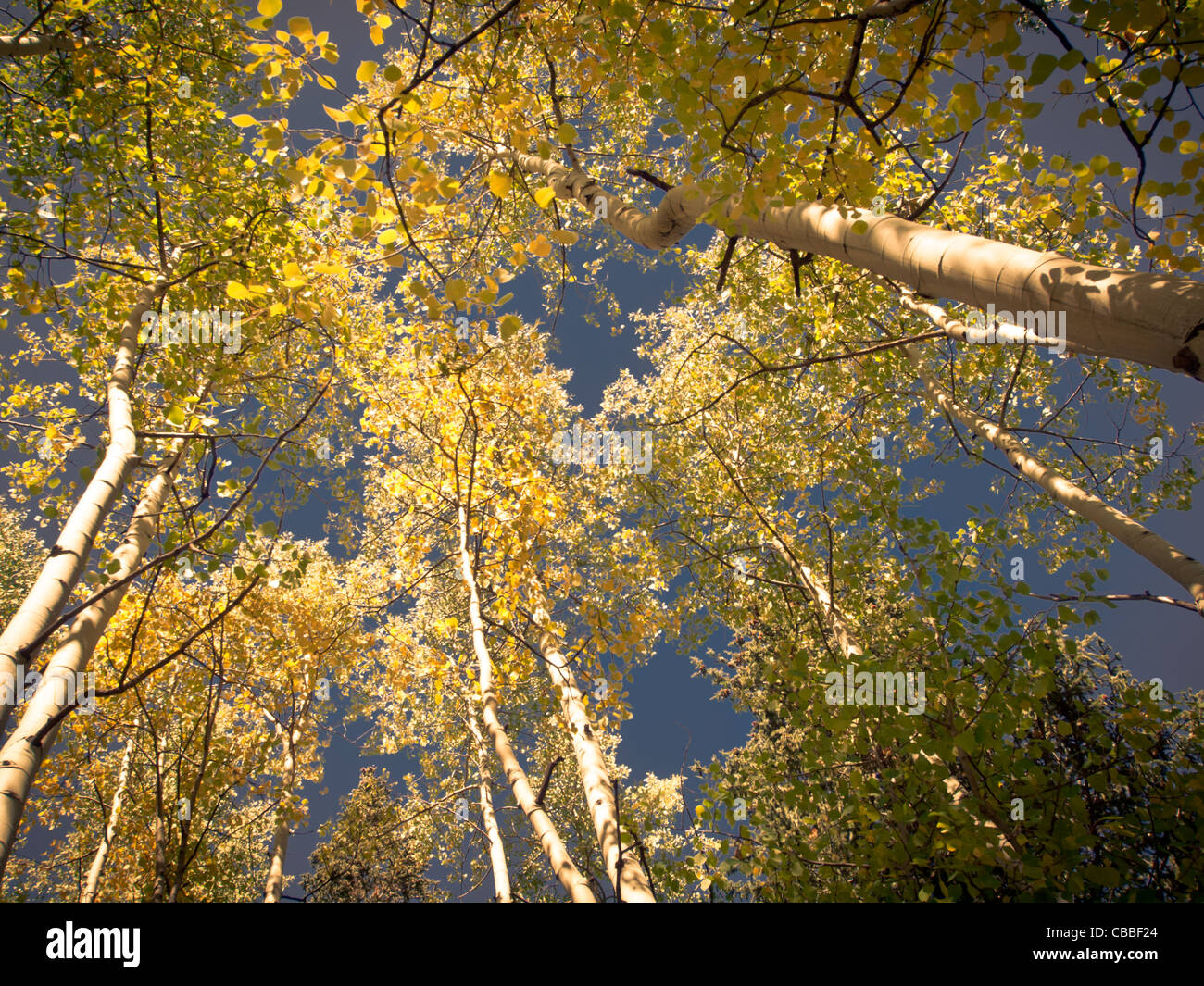 Looking up at a canopy of yellow leaves, formed by aspen trees in ...