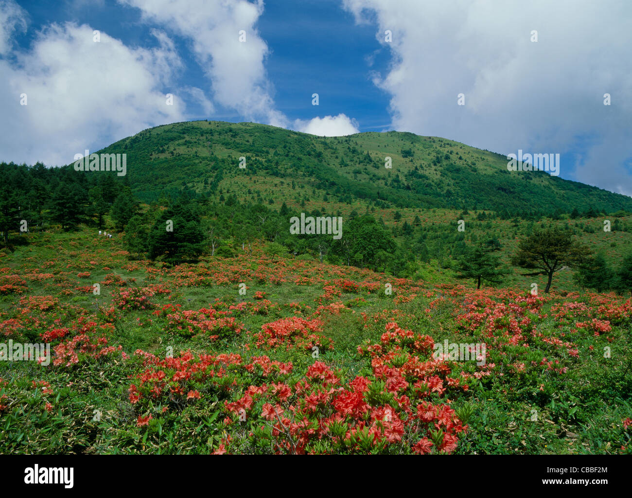 Japanese Azalea at Yunomaru Highland, Tomi, Nagano, Japan Stock Photo ...