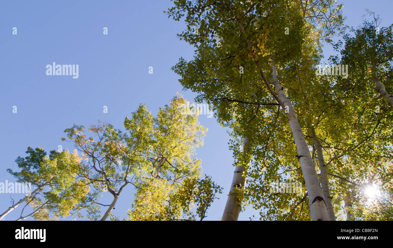 Looking up at a canopy of yellow leaves, formed by aspen trees in ...