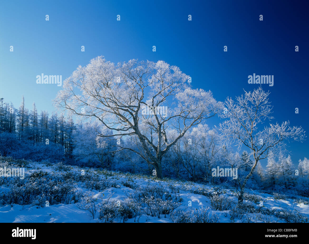 Snowscape of Utsukushigahara Highland, Matsumoto, Nagano, Japan Stock ...