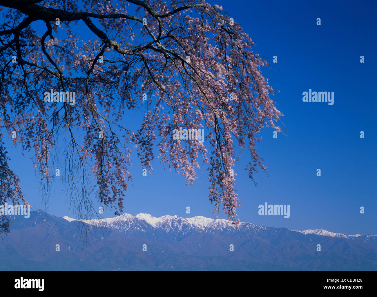 Central Alps and Cherry Blossoms, Matsukawa, Nagano, Japan Stock Photo ...