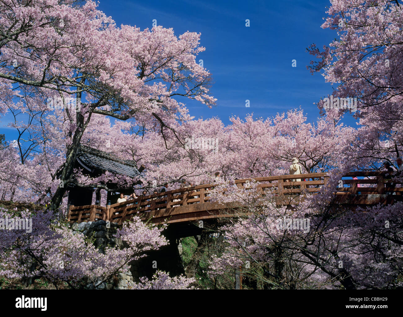 Ounkyo Bridge and Cherry Blossoms, Ina, Nagano, Japan Stock Photo - Alamy