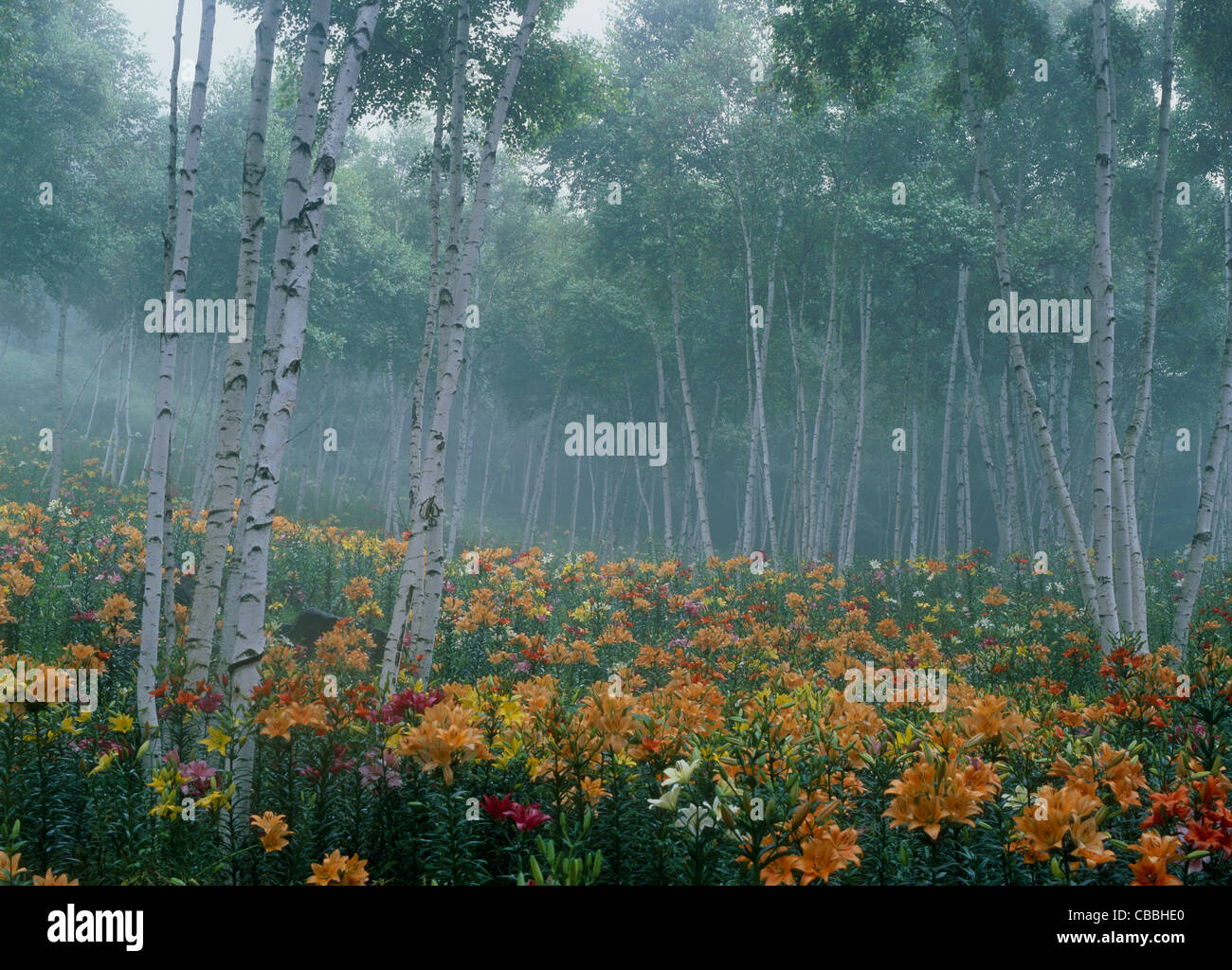 Fujimi Stock Photos & Fujimi Stock Images - Alamy