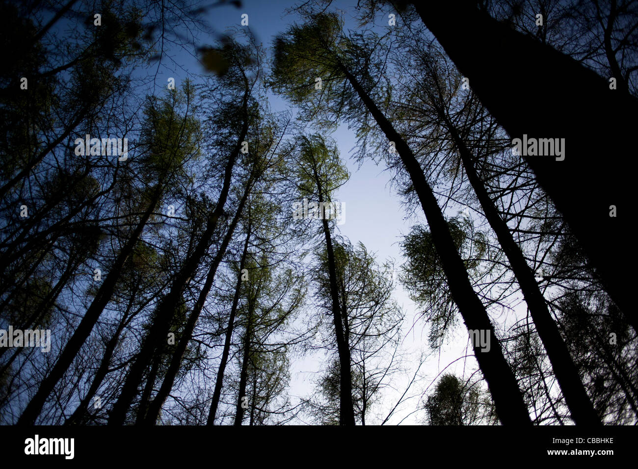 Pine tree forest in Prague. (CTK Photo/Rene Fluger Stock Photo - Alamy