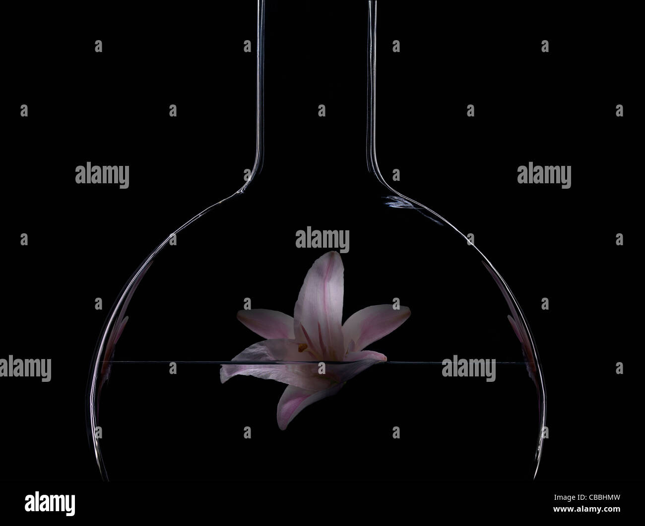 Beaker plant hi-res stock photography and images - Alamy