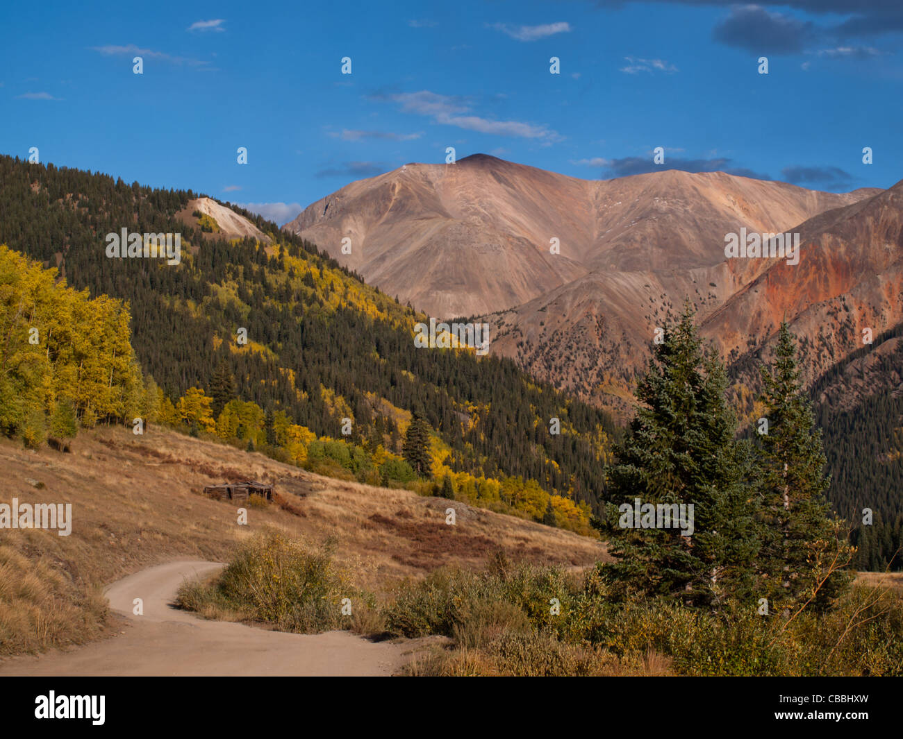 Yellow aspens in autumn, Colorado Stock Photo - Alamy