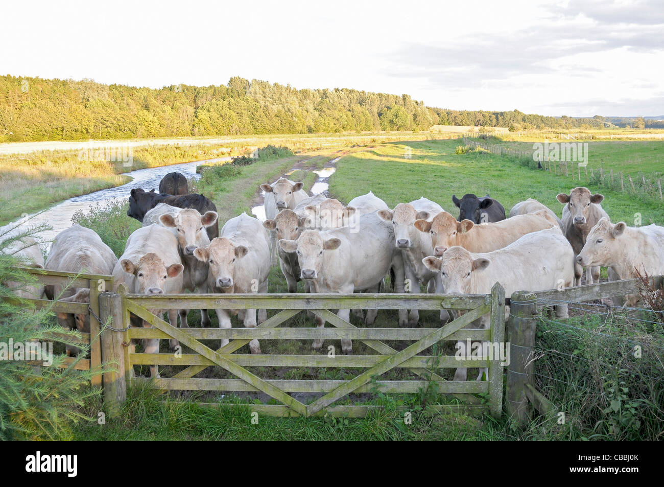 Cows standing by fence in pasture Stock Photo - Alamy