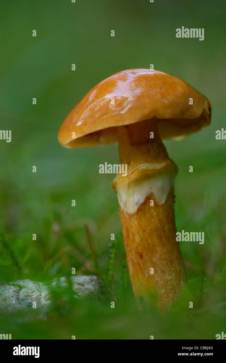 Bolet mushroom hi-res stock photography and images - Alamy