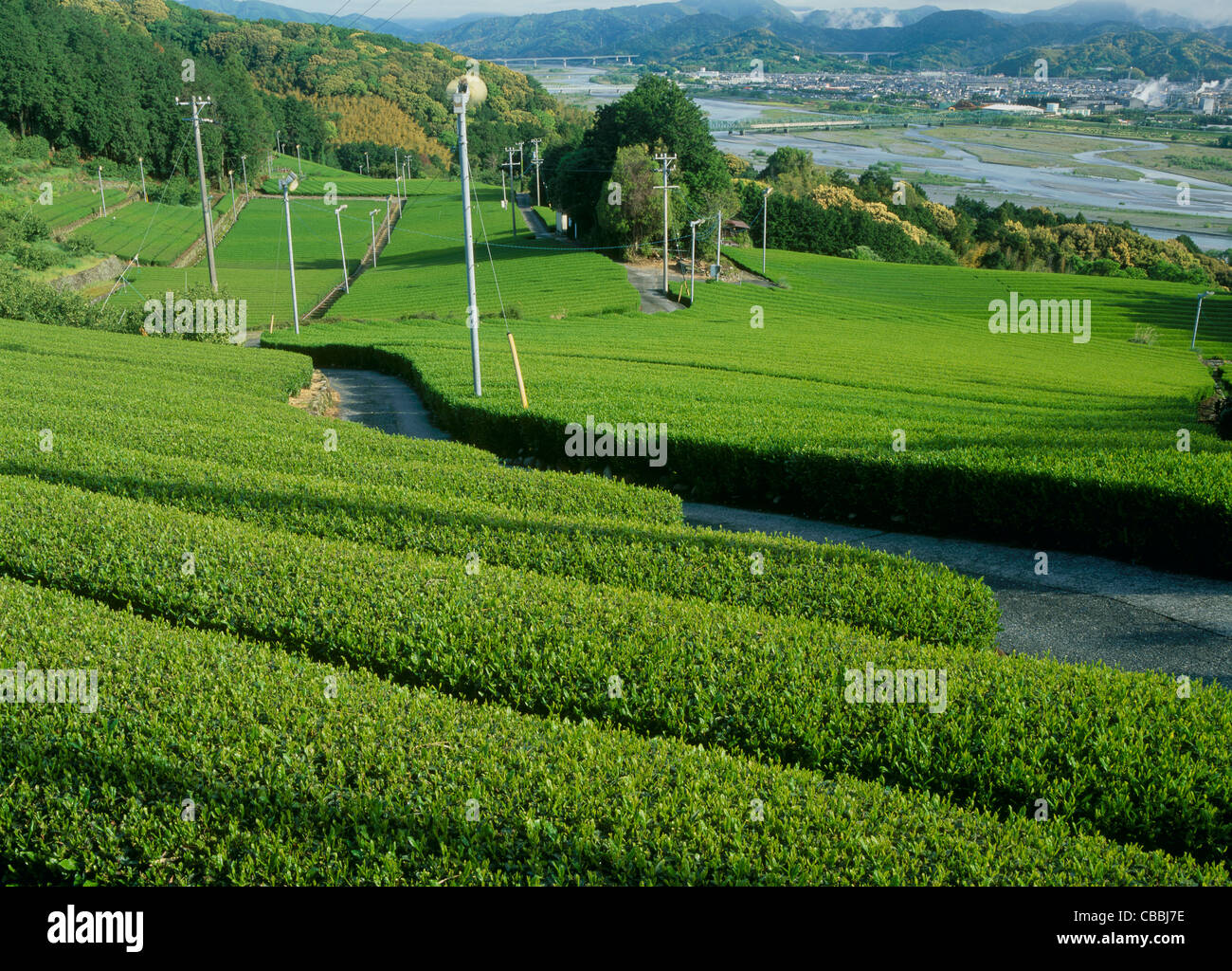 Tea Plantation, Shimada, Shizuoka, Japan Stock Photo - Alamy