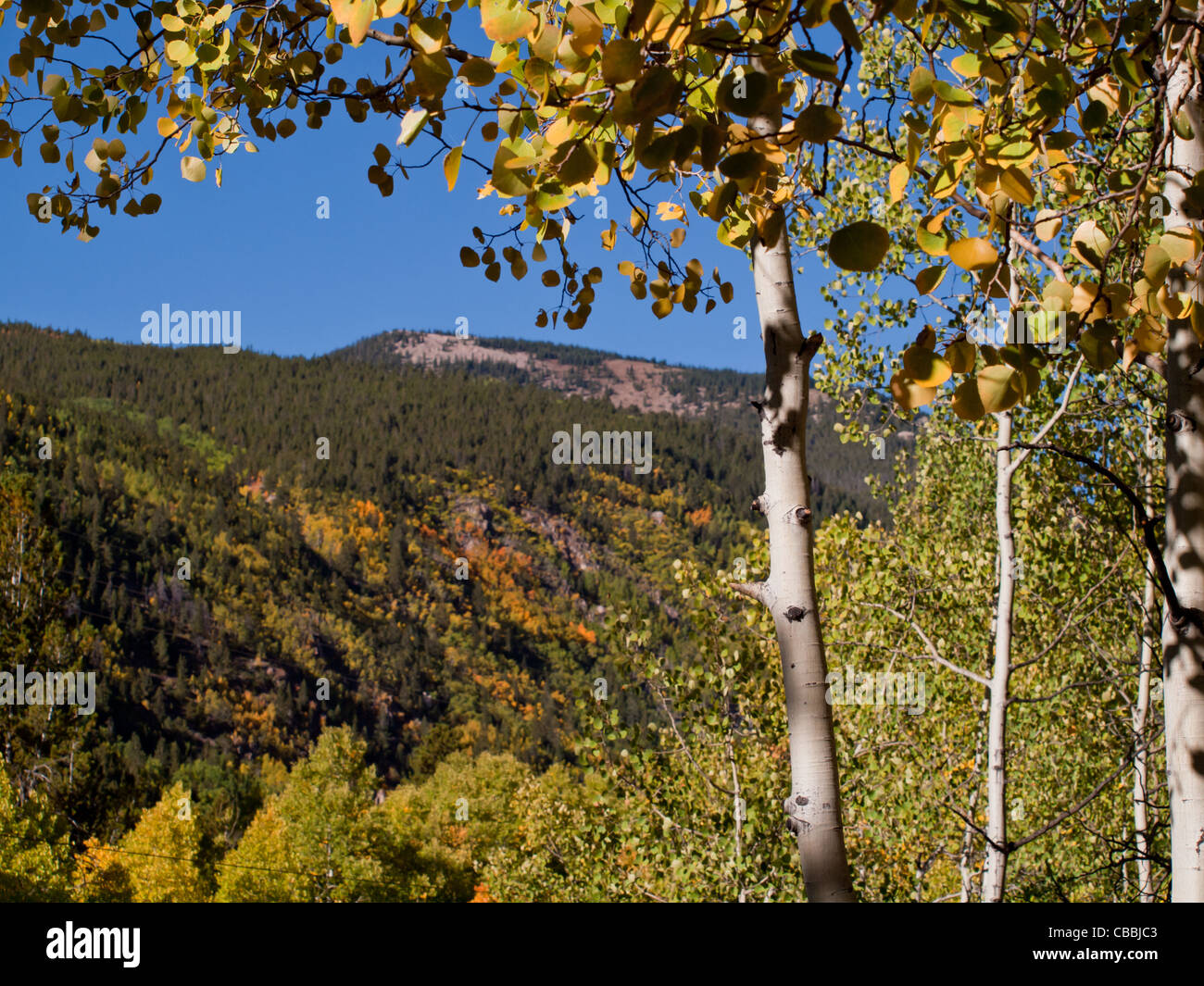 Yellow aspens in autumn, Colorado Stock Photo - Alamy