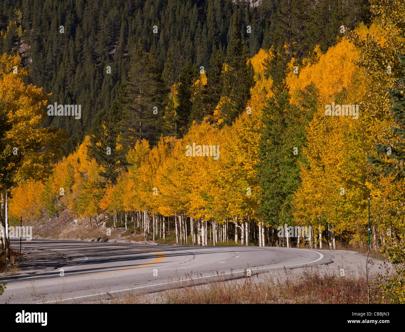 Brilliant fall colors adorn a country road in Colorado Stock Photo - Alamy