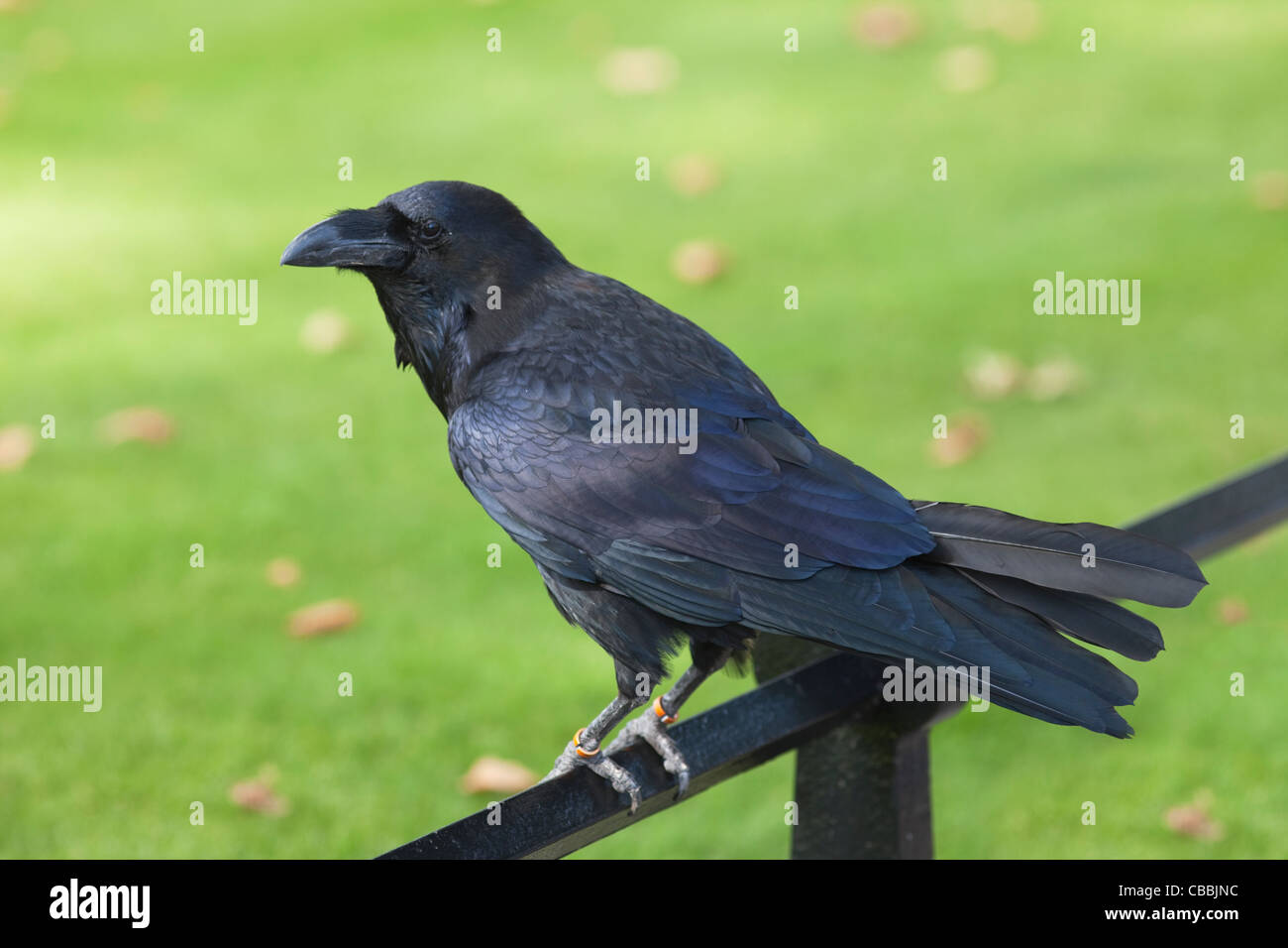 England, London, Tower of London, Raven Stock Photo - Alamy
