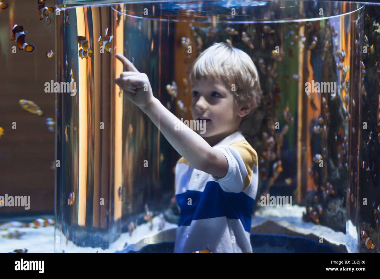 Boy admiring fish in aquarium Stock Photo - Alamy