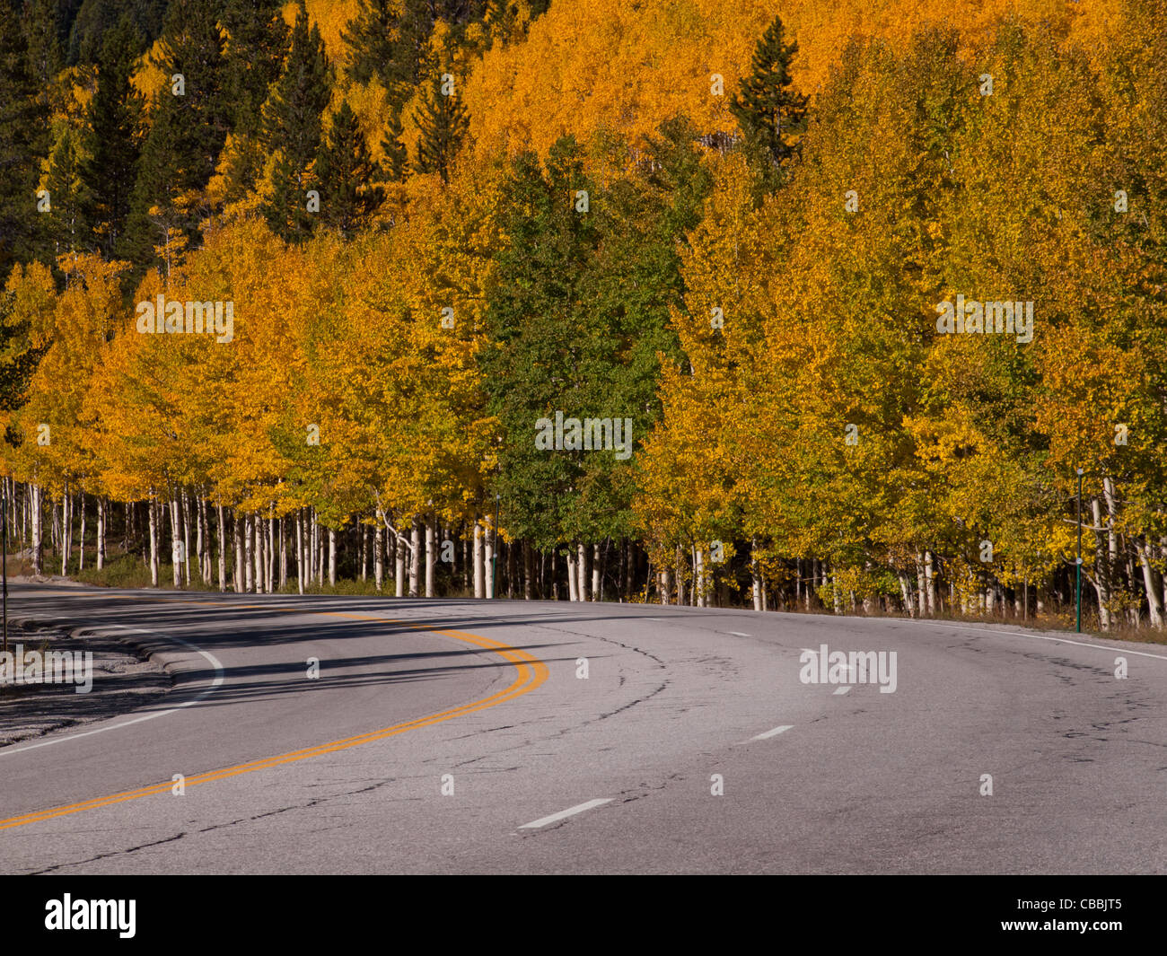 Brilliant fall colors adorn a country road in Colorado Stock Photo - Alamy