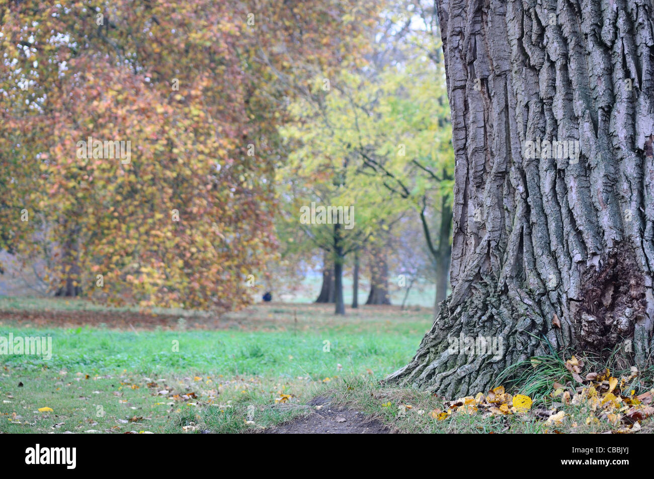 London: autumn trees in Hyde Park Stock Photo - Alamy