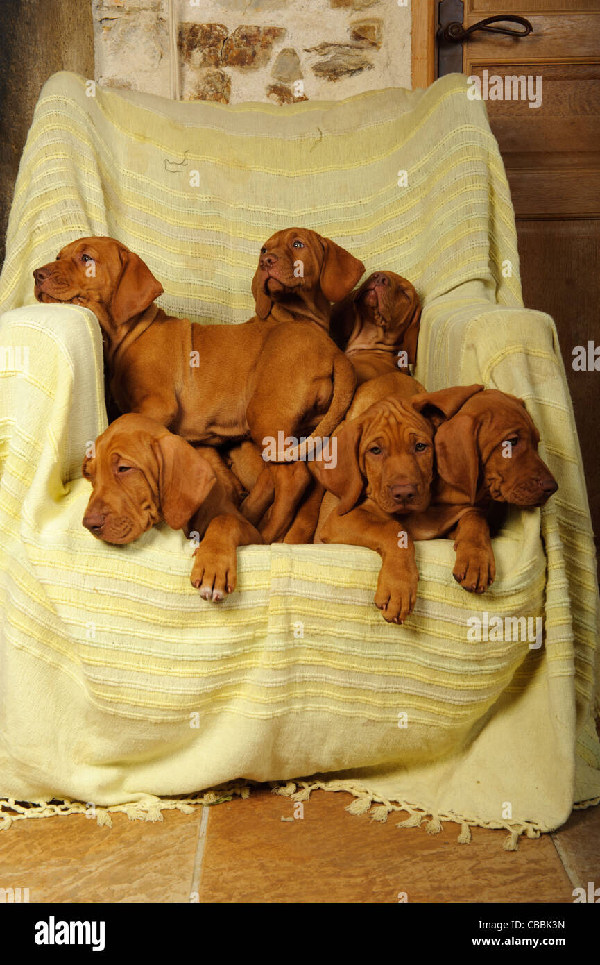 Stock photo of two month old Hungarian Vizla Puppies Stock Photo - Alamy