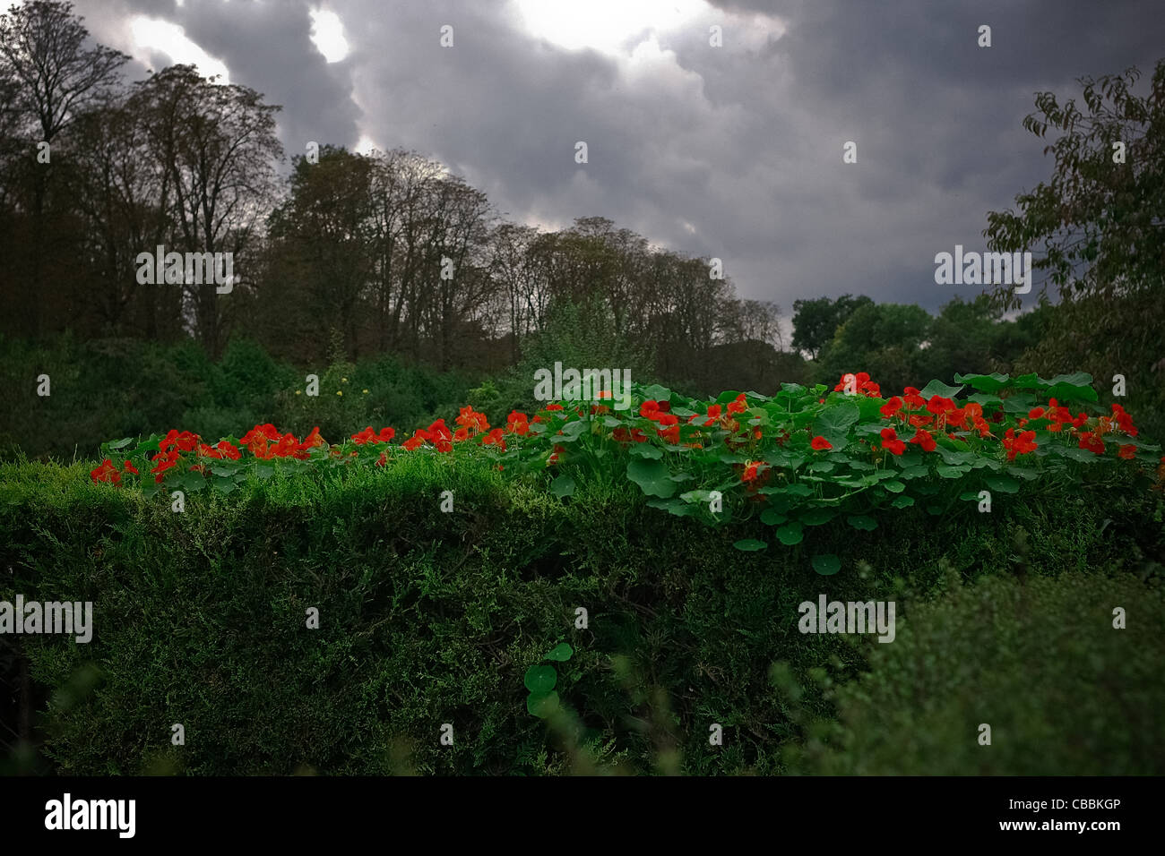 Autumn Flowers, Capucine vegetable gardens of St. Cloud in the fall ...