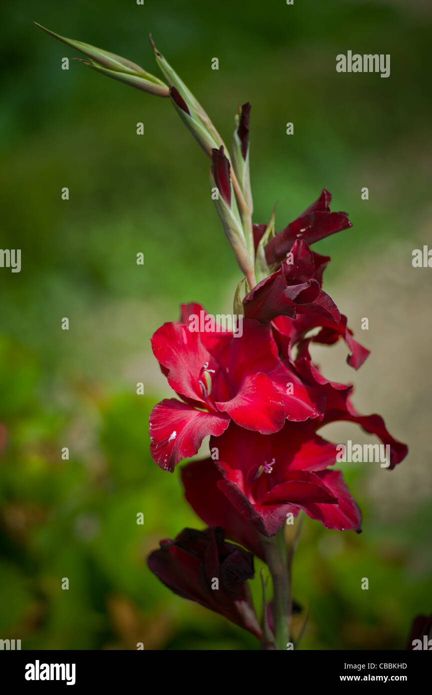 Abroad flower hi-res stock photography and images - Alamy