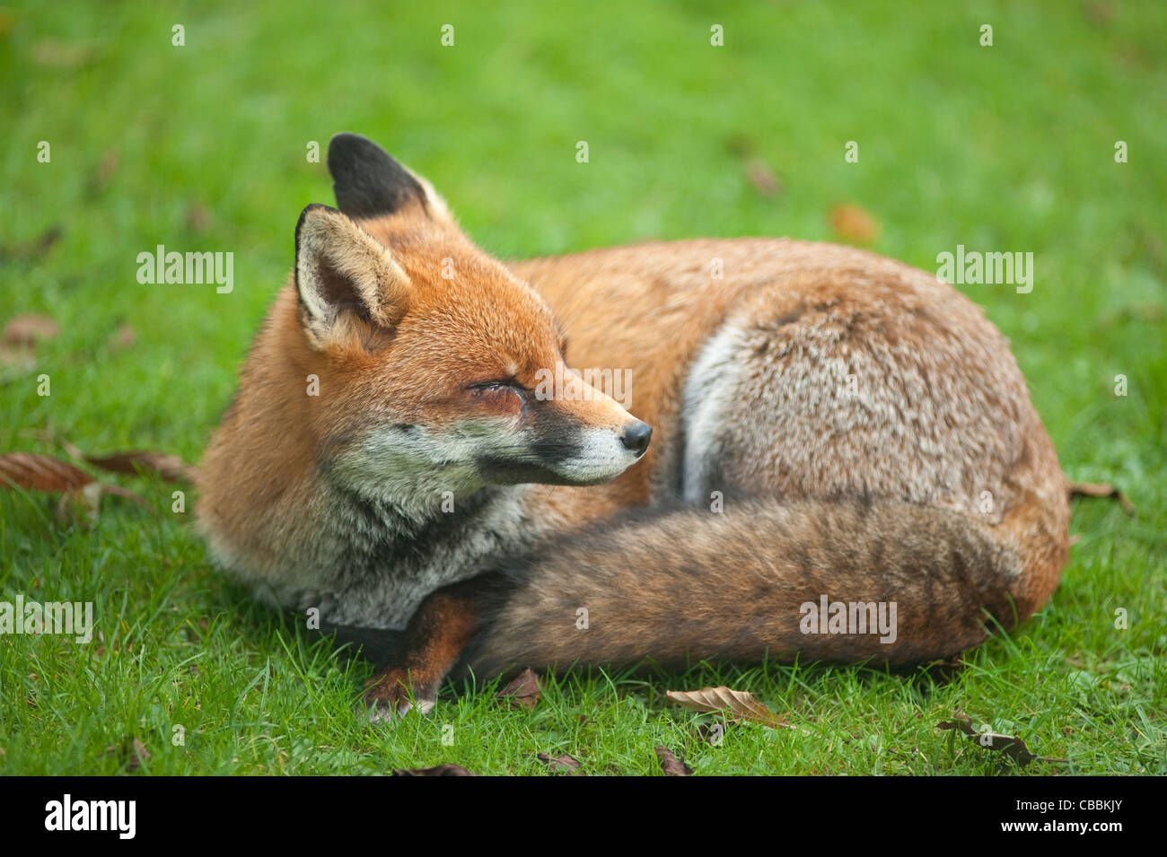 Red fox curled hi-res stock photography and images - Alamy