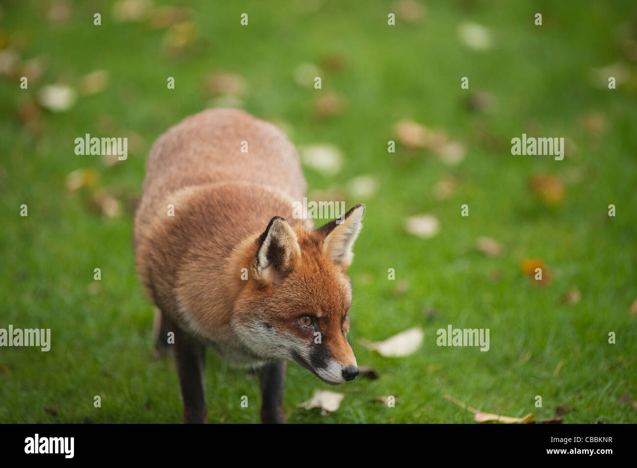 An urban red fox standing on a garden lawn in early winter in south ...
