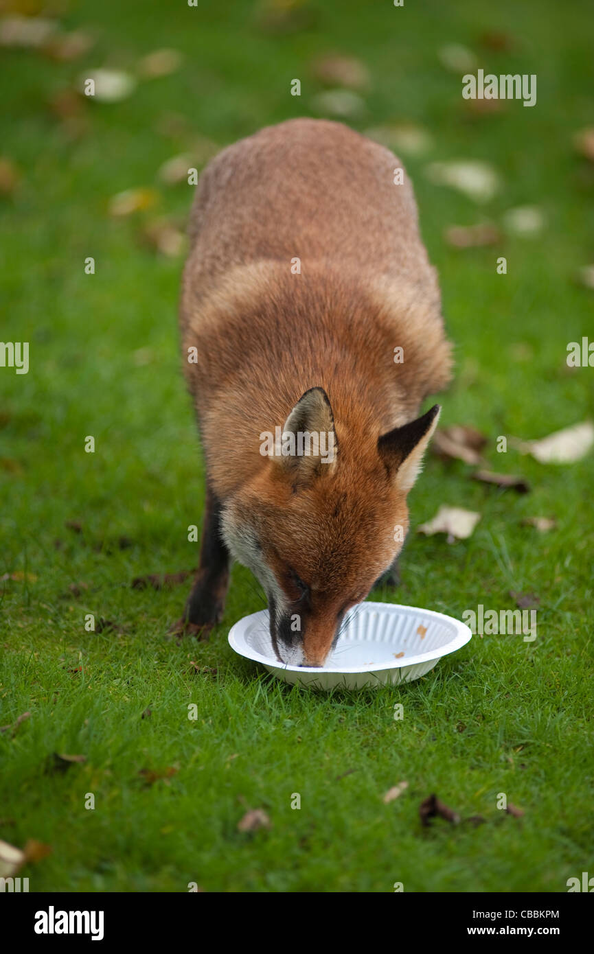An urban red fox finishing a bowl of dog food on a garden lawn in early ...