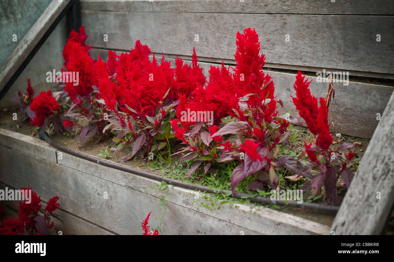 Flower, Flower pot Stock Photo - Alamy