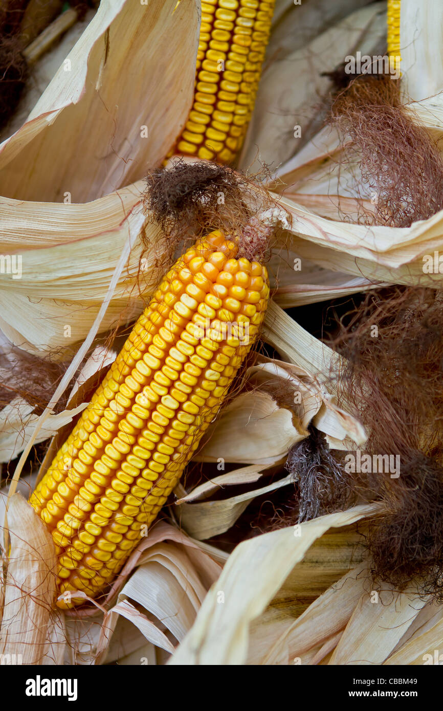 Harvested corn on cob maize Stock Photo - Alamy