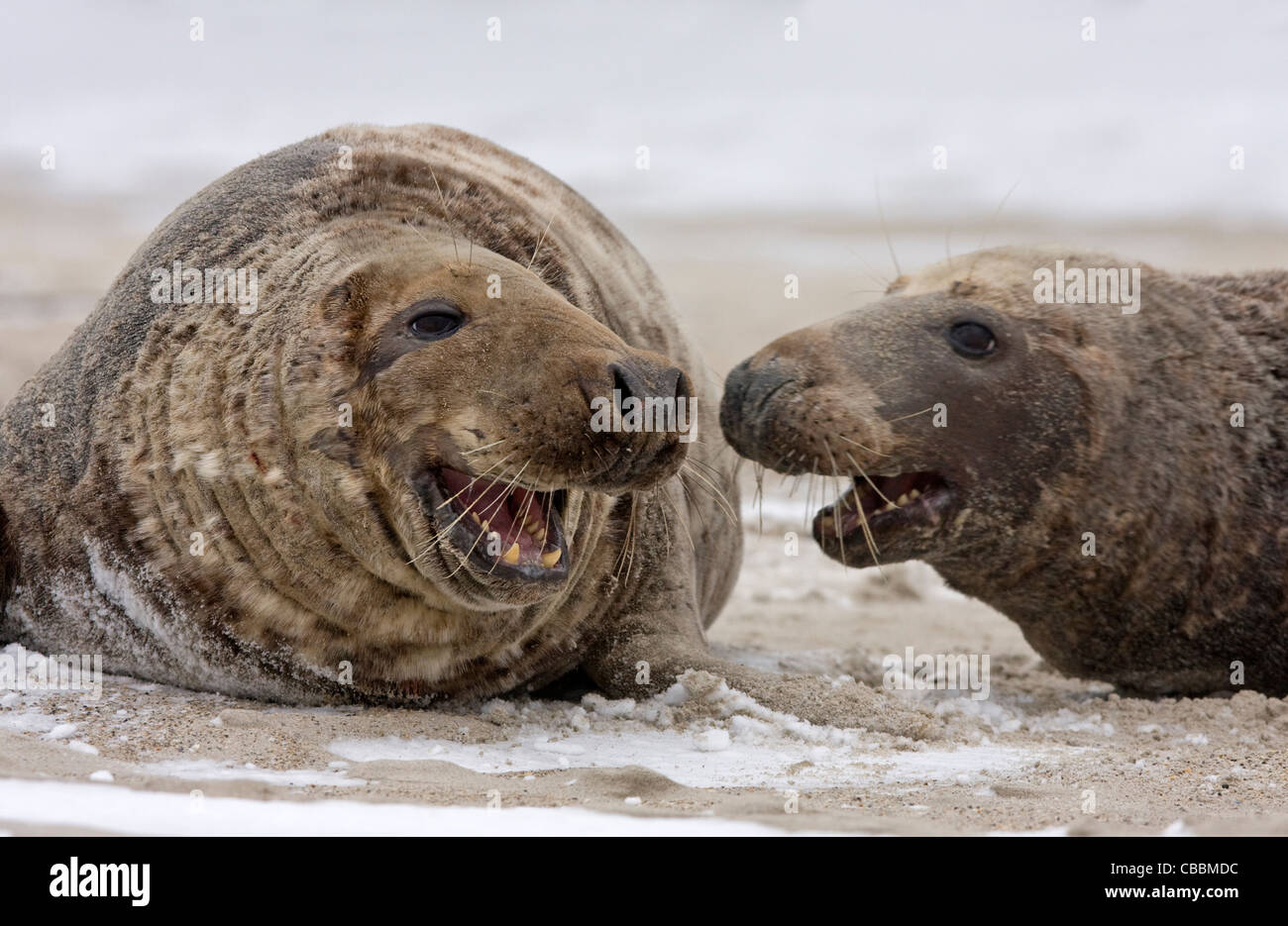 Gray seals halichoerus grypus hi-res stock photography and images - Alamy