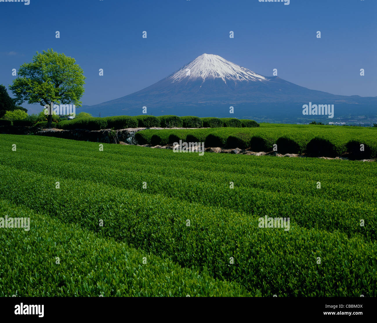 Tea Plantation and Mount Fuji, Fujinomiya, Shizuoka, Japan Stock Photo ...