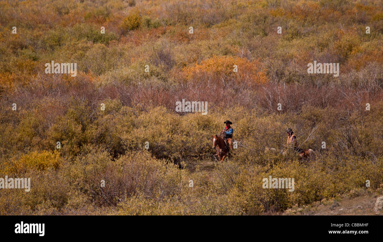 Colorado cattle drive hi-res stock photography and images - Alamy