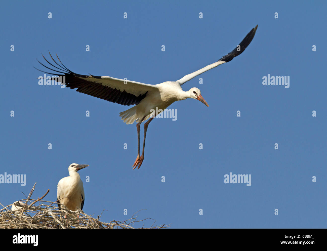 Flying White stork (Ciconia ciconia Stock Photo - Alamy