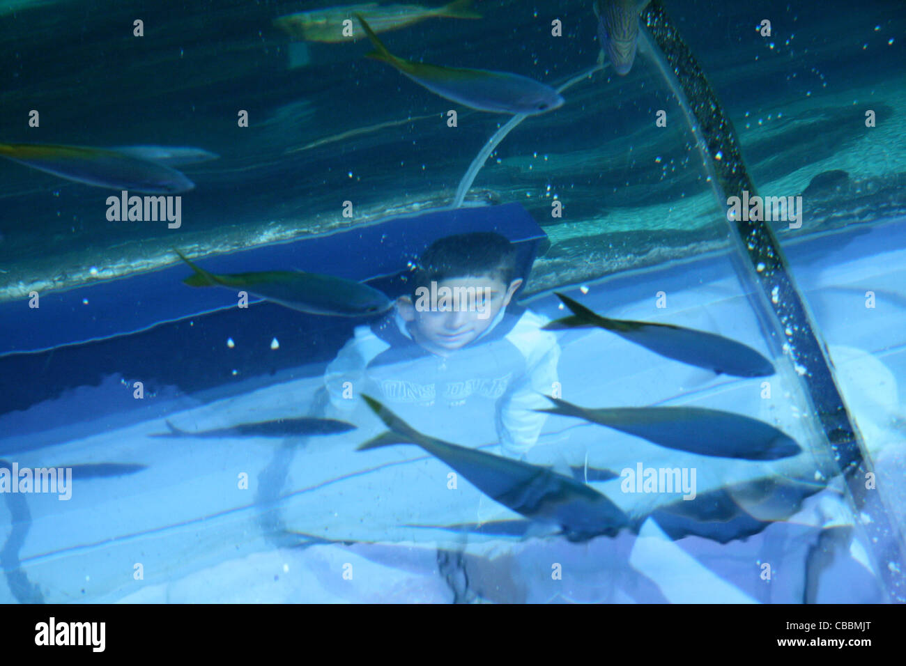 Boy looking up at fish in aquarium Stock Photo - Alamy